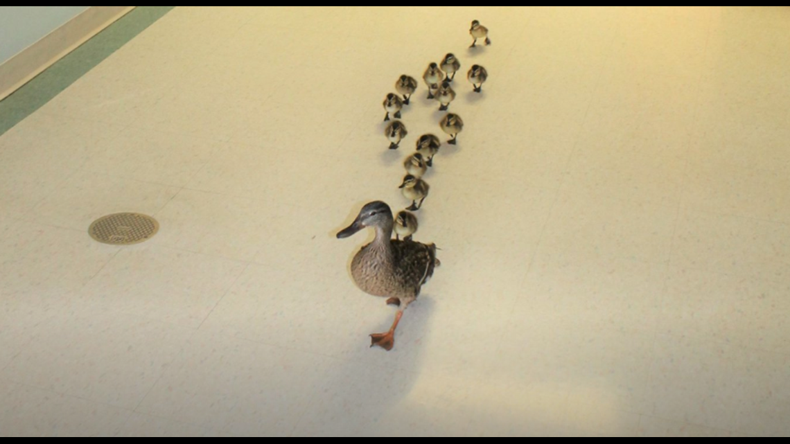 Mother duck returns to this hospital’s hallways every spring | fox43.com