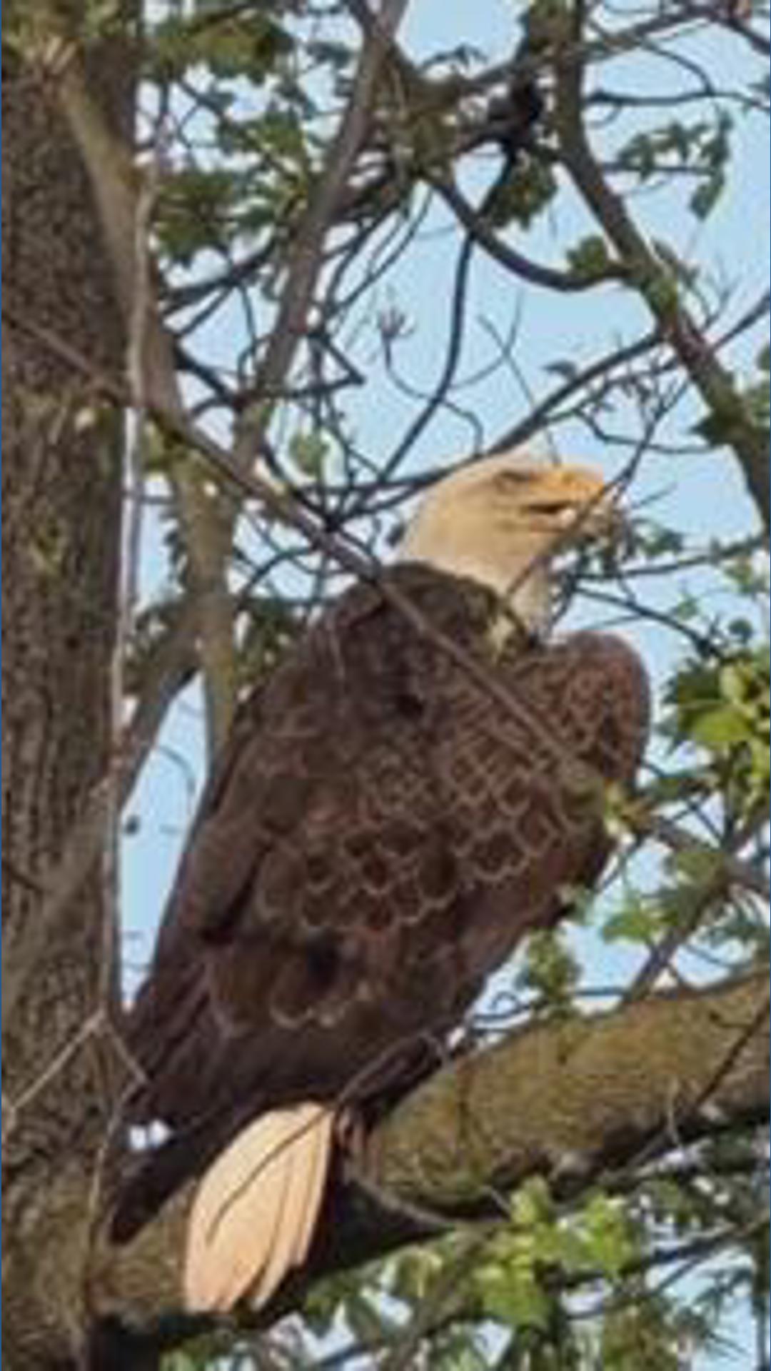 Lebanon County Commissioner concern about bald eagles living near ...