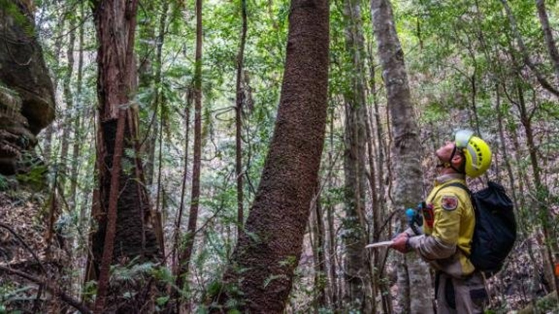 The secret mission to save Australia’s prehistoric trees | fox43.com