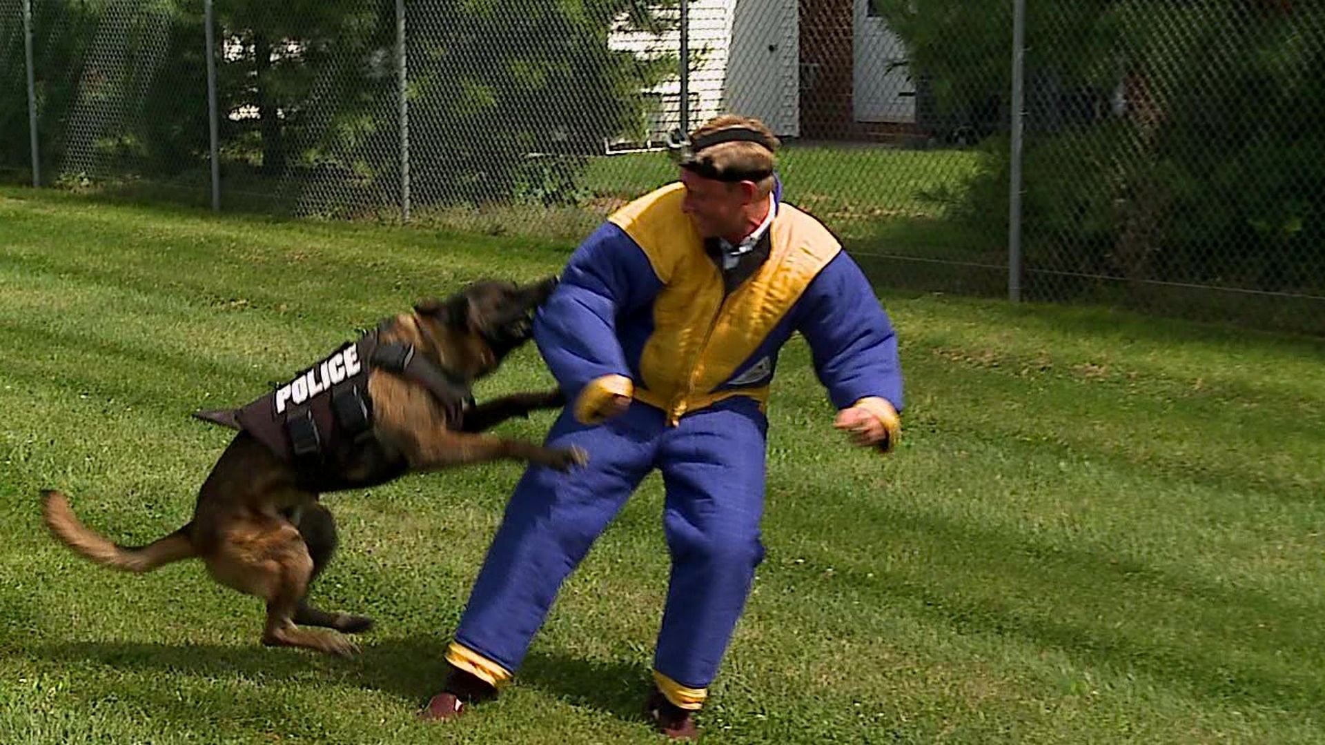 Carlisle police get new K9 bite suit that FOX43 reporter tries | fox43.com