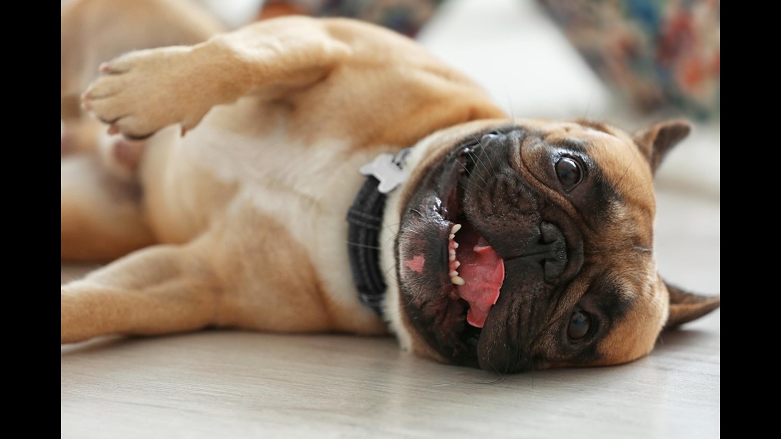 PA Department of Agriculture warns dog owners of website selling fake ...