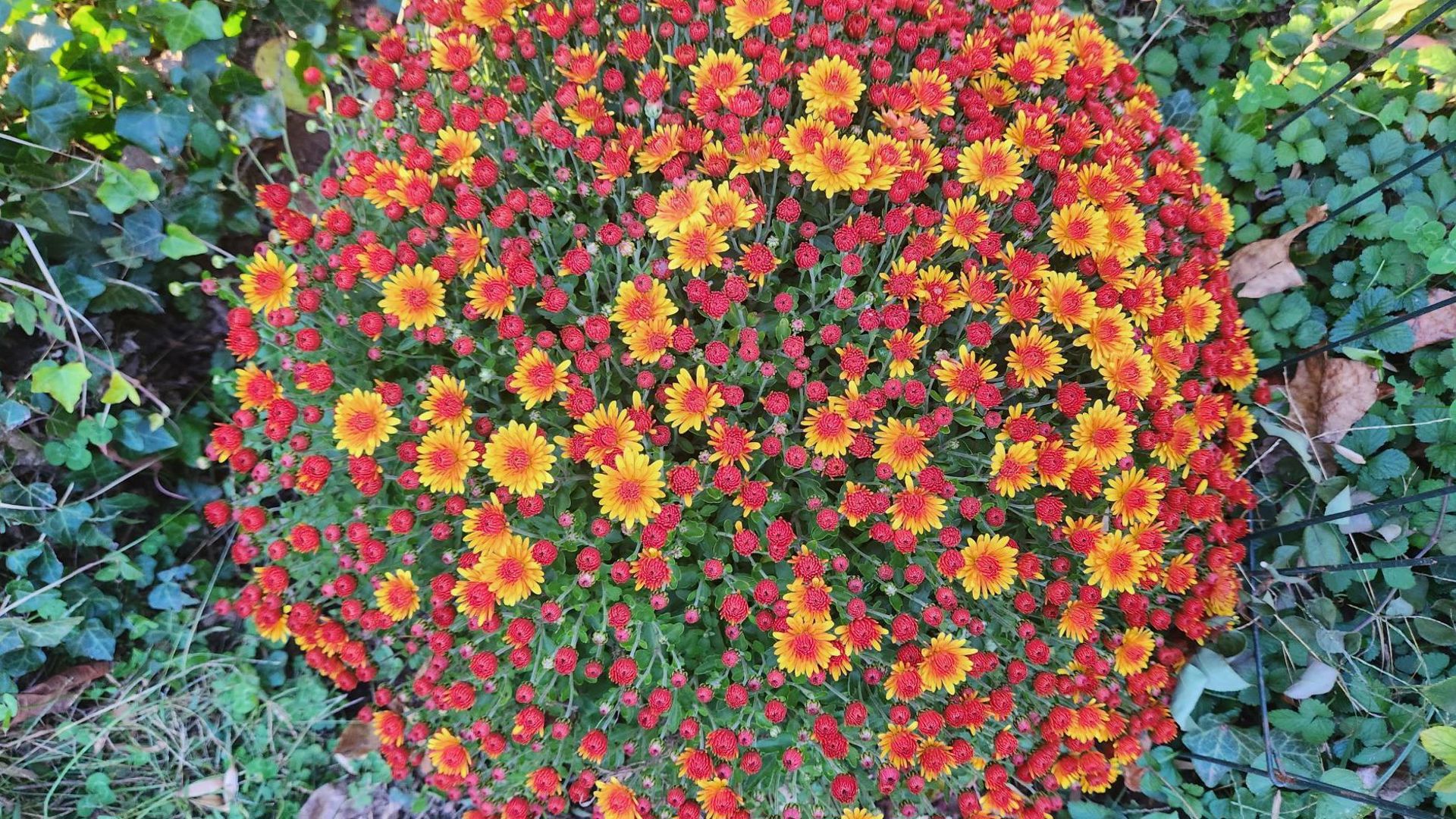 Fall emerges across central Pa. | PHOTO GALLERY | fox43.com