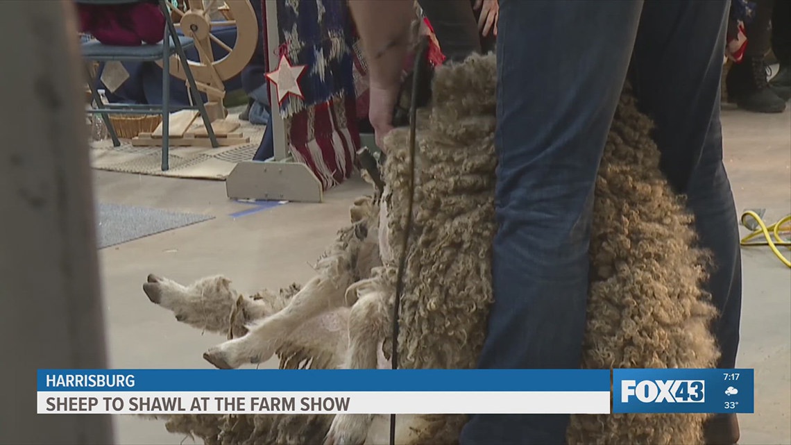 Farm Show Sheep Shawl | fox43.com