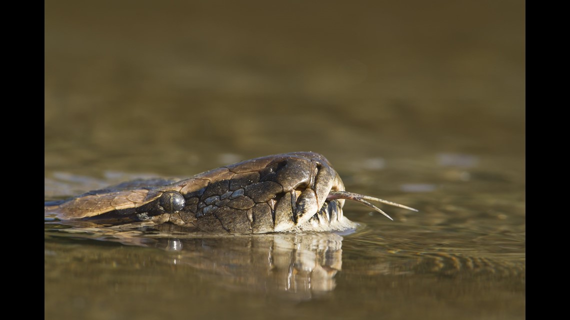 Man to be ‘eaten alive’ by anaconda on TV | fox43.com