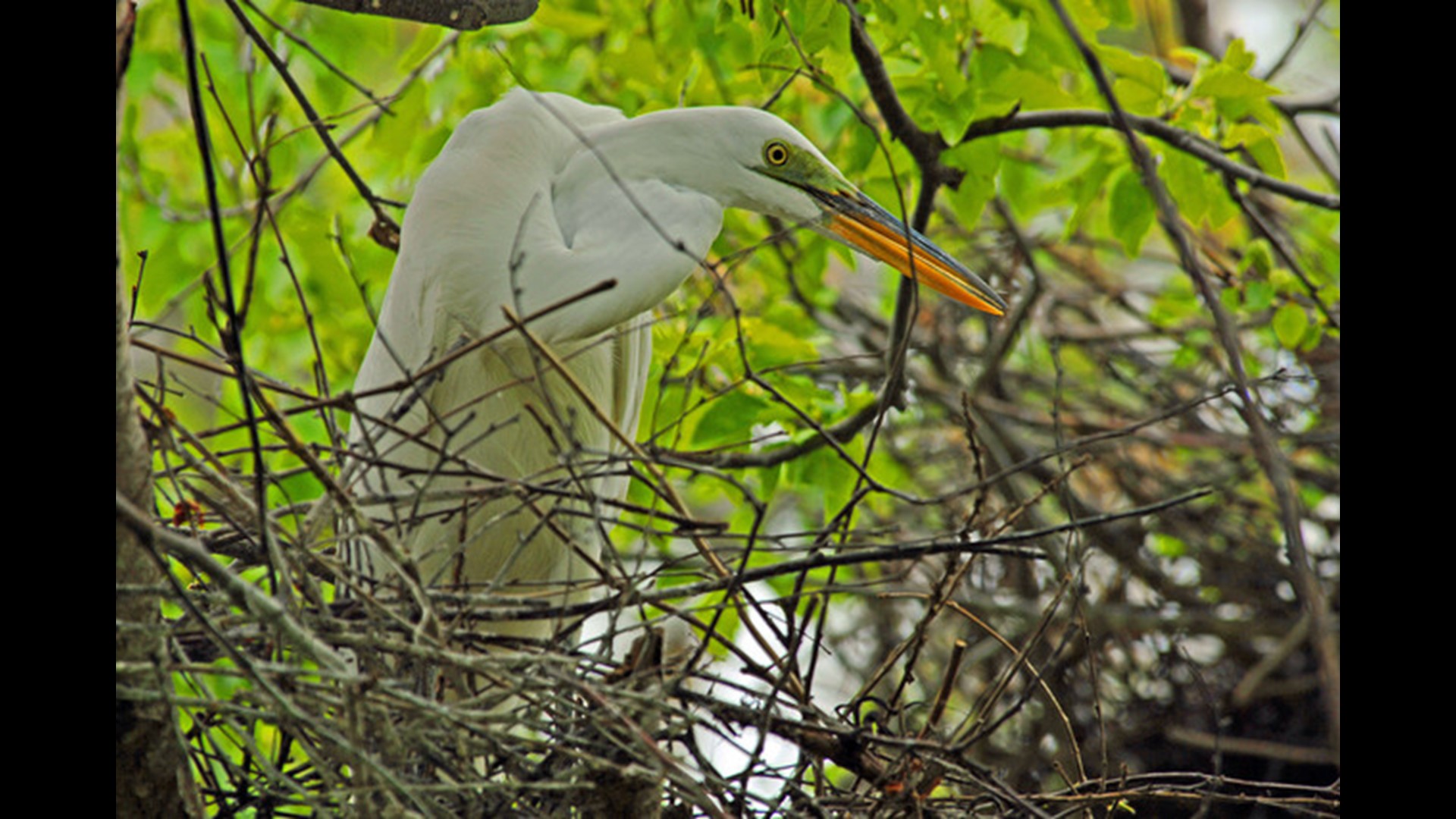 Game Commission to protect great Egrets and black crowned Herons on ...