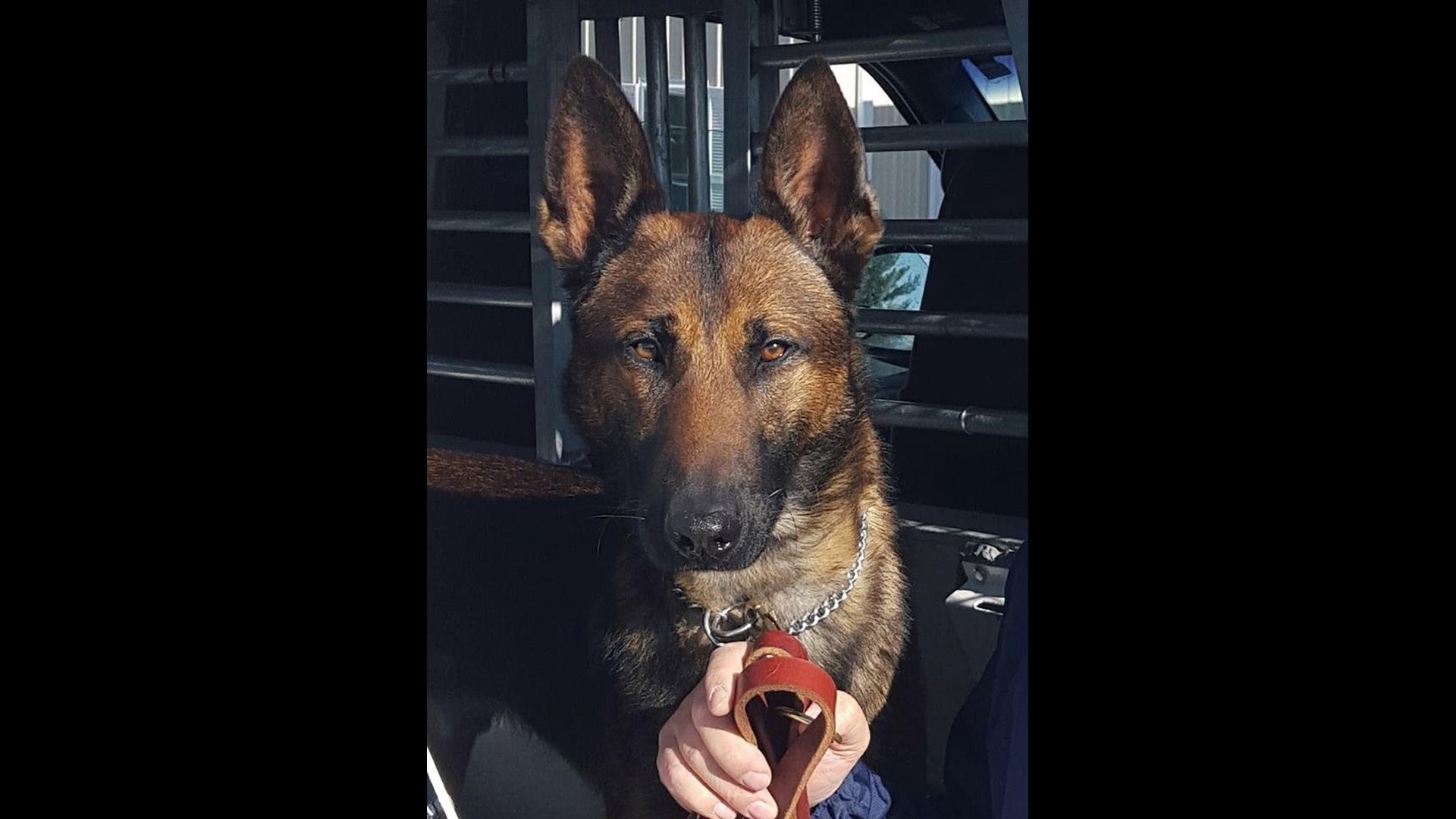 Dauphin County Sheriff K9 injured in line of duty | fox43.com
