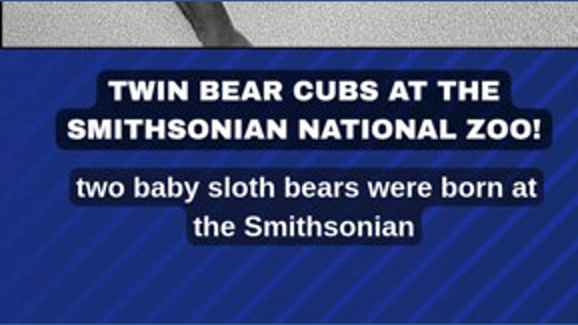 Twin baby sloth bears at the Smithsonian Zoo | fox43.com