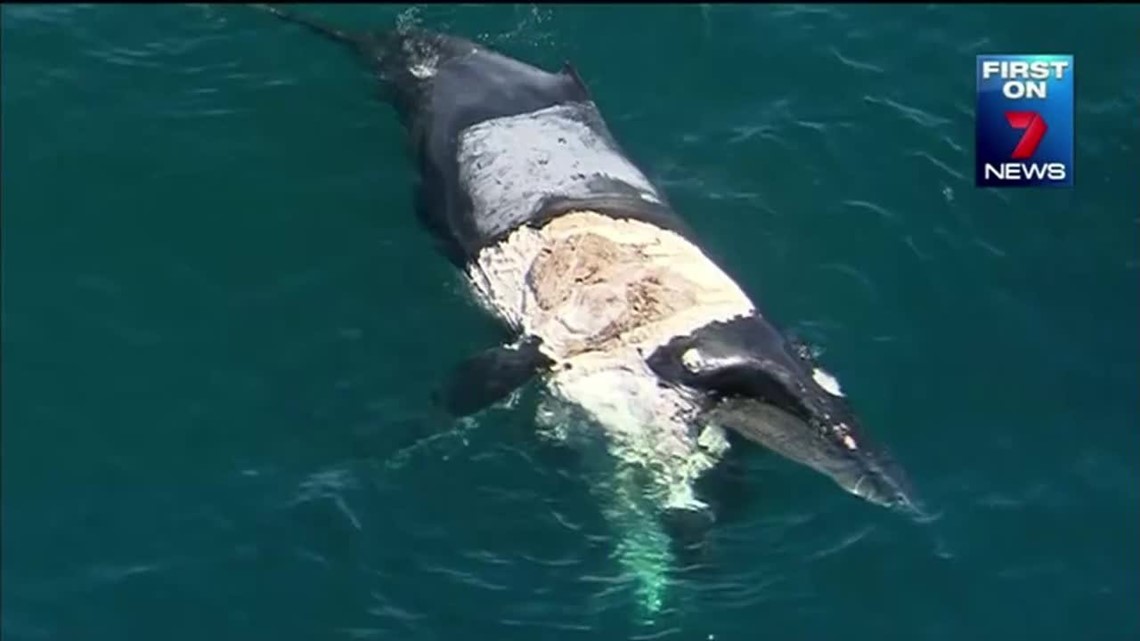 ‘Mum thinks I’m an idiot’: Australian man admits ‘surfing’ dead whale ...