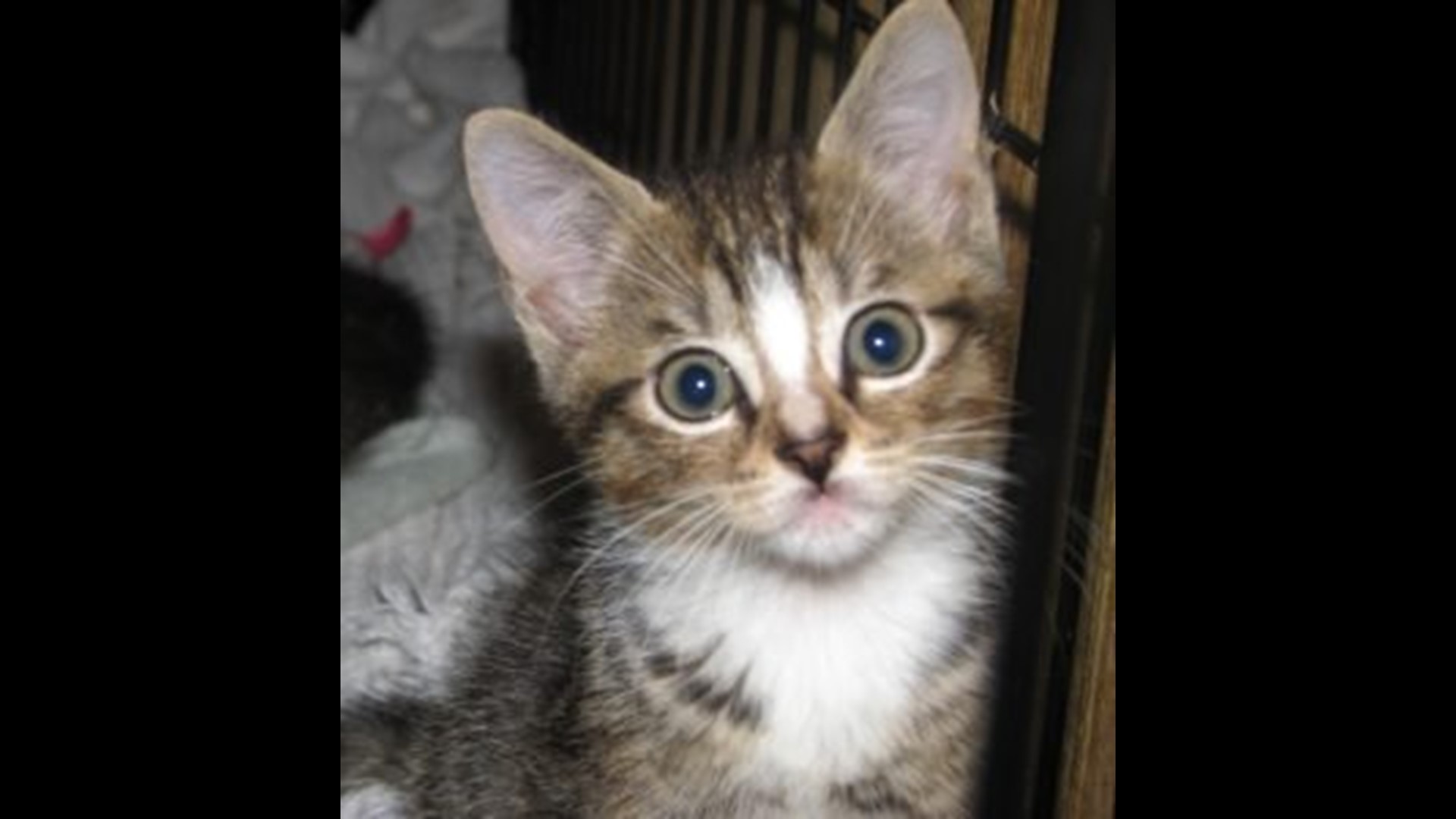 York shelter has 10 Florida ‘hurricane kittens’ available for adoption ...