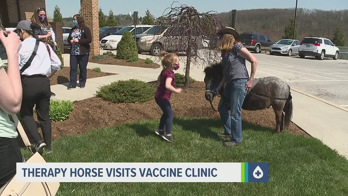 York County woman takes mini-horse to COVID-19 vaccination appointment ...