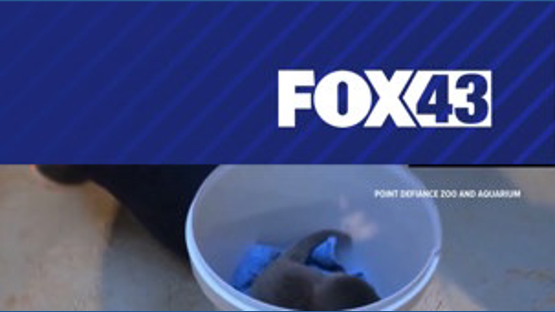 Tacoma Zoo welcomes new otters | fox43.com