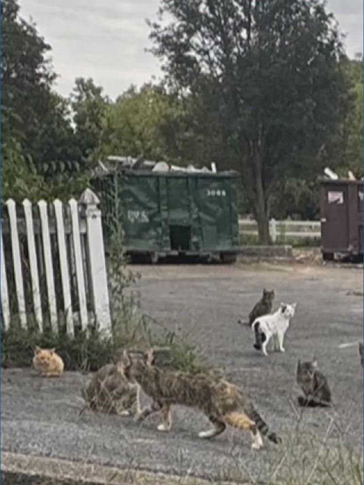 Neighbors attempt to help displaced barn cats in Pennsylvania | fox43.com