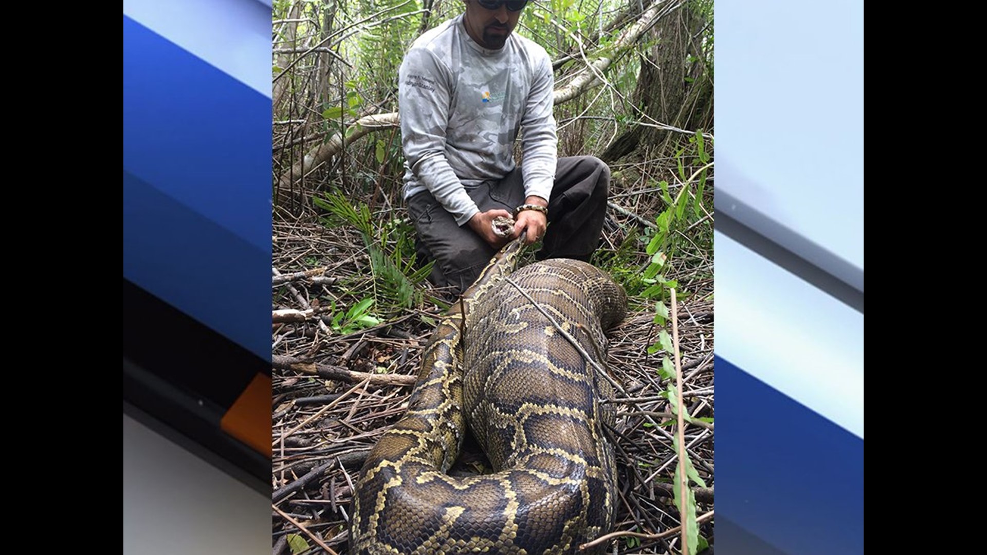 Burmese python devours white-tailed deer that weighed more than the ...