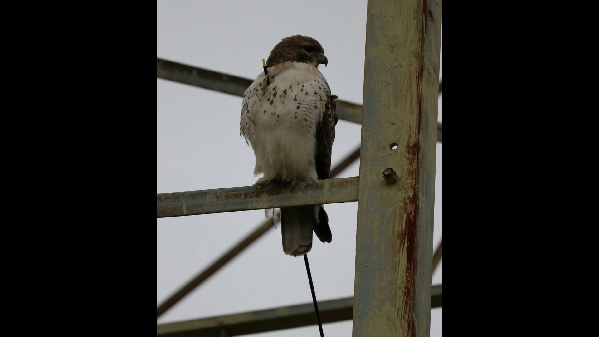 Hawk with arrow in chest spotted around Rocky Ridge Park | fox43.com