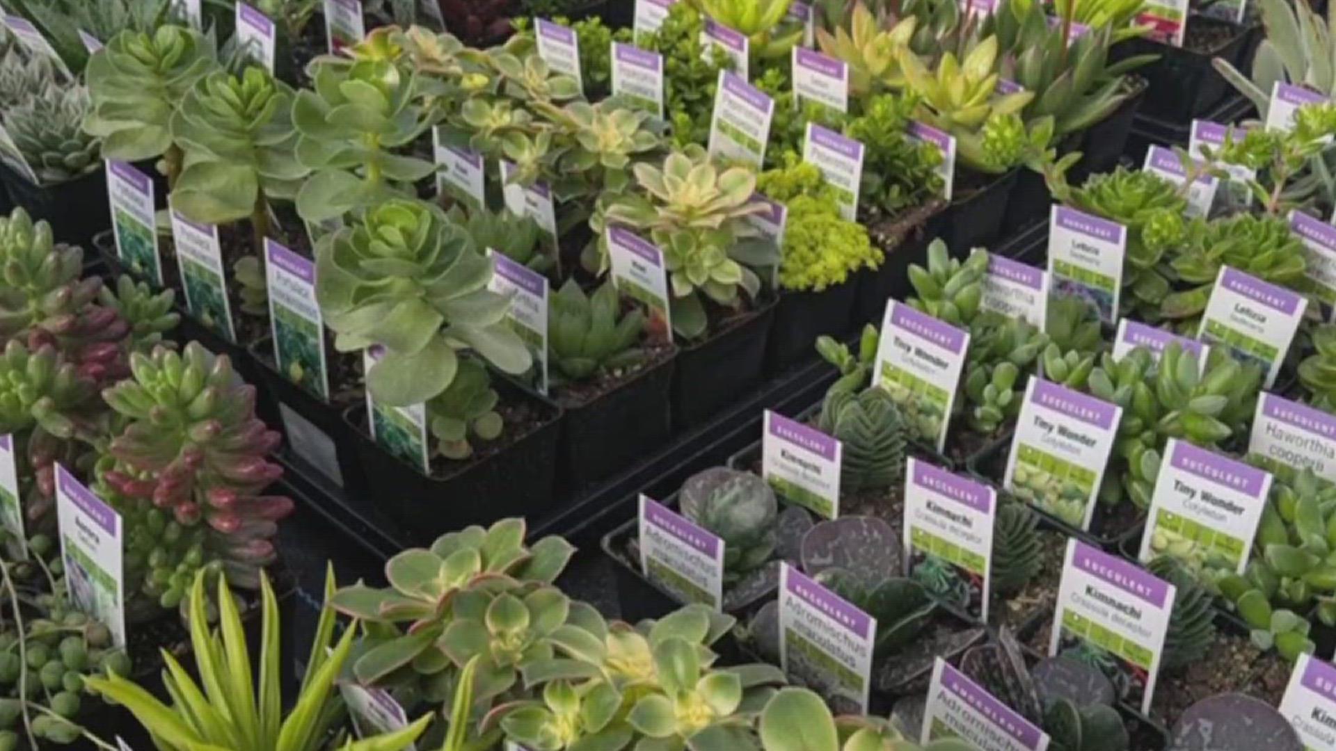 Second Chance Plants pop-ups return for spring with discounted greenery ...