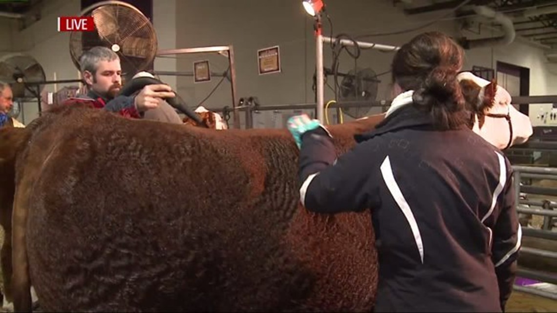 From livestock to milkshakes, the 100th Annual Pennsylvania Farm Show ...