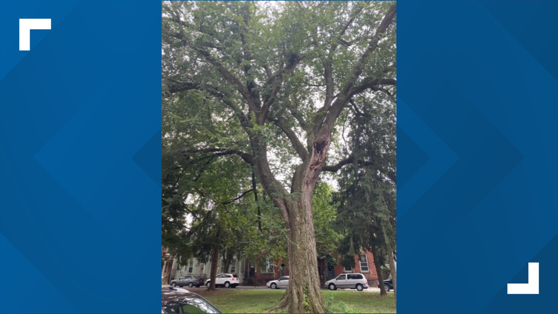 Lebanon to begin preservation work on centuries-old American Elm tree ...