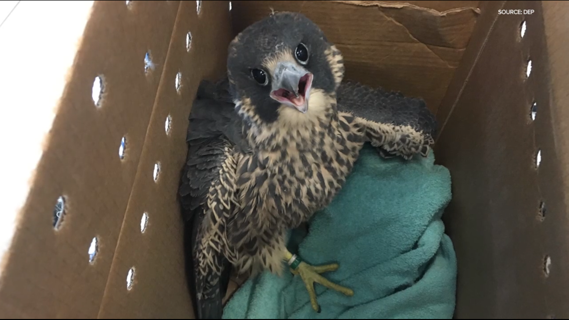 Falcon Watch and Rescue group helps urban chicks survive | fox43.com