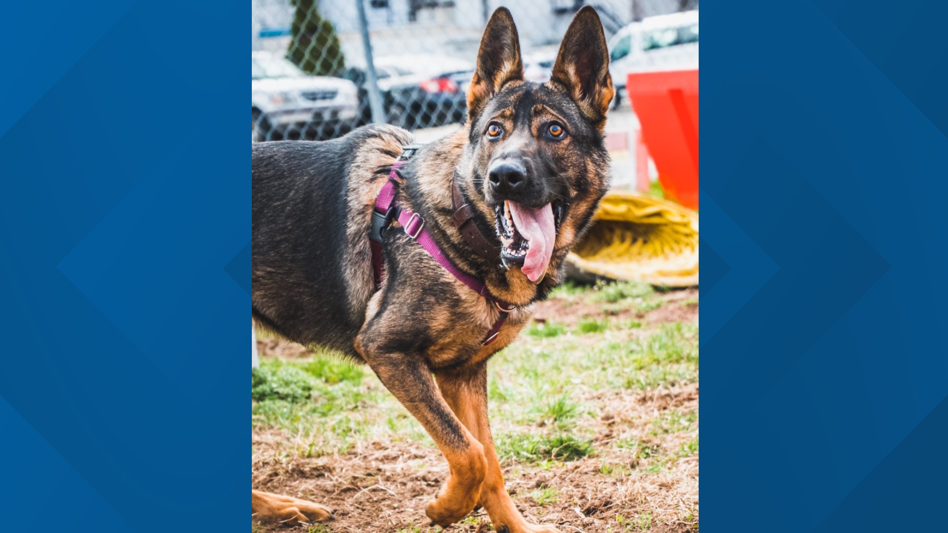 Researchers at the University of Pennsylvania are training dogs to ...