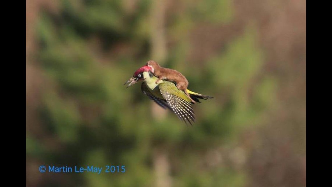 Viral photo shows weasel riding flying woodpecker | fox43.com