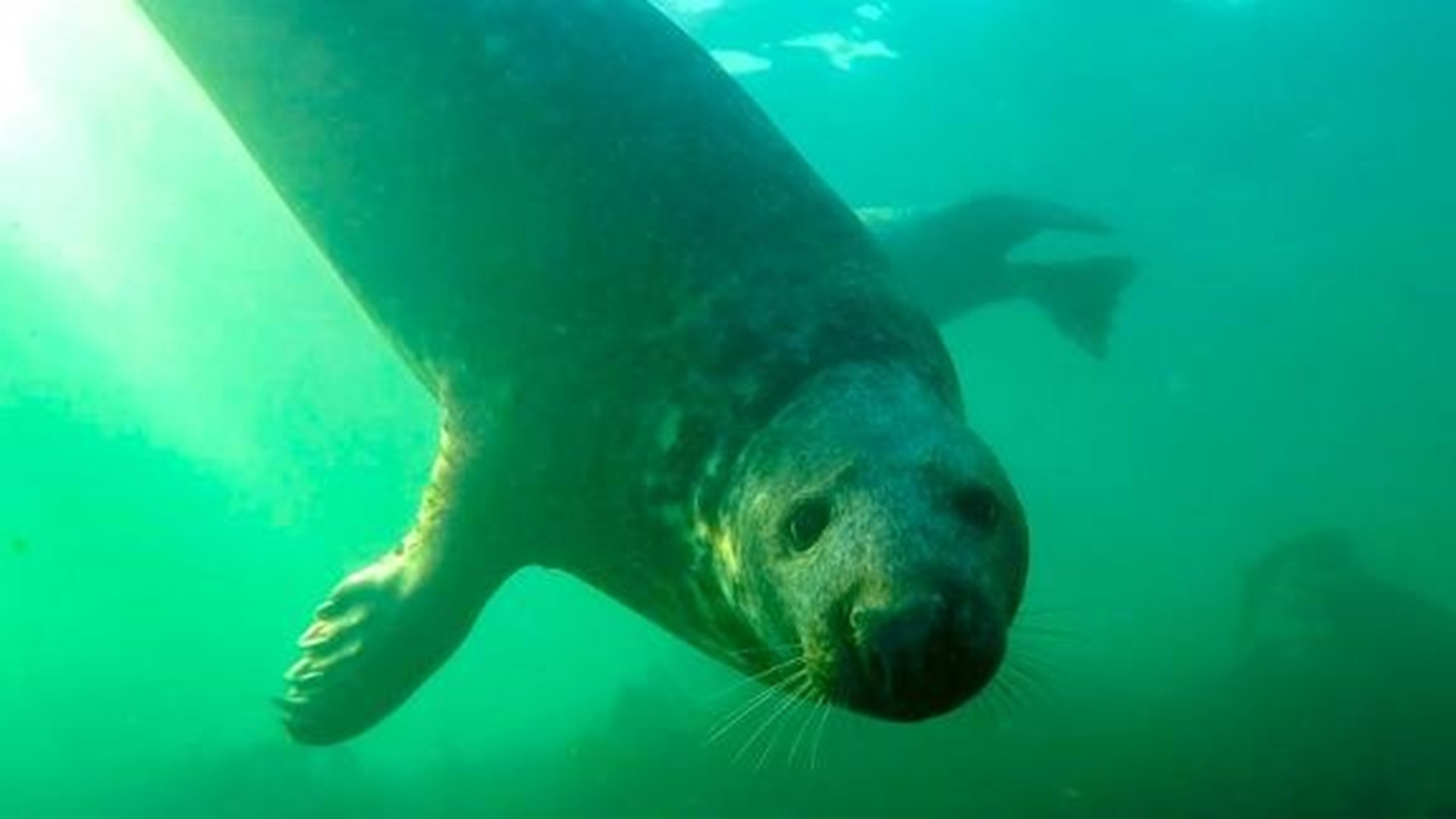 Seal filmed ‘clapping’ its flippers in the wild for the first time ...