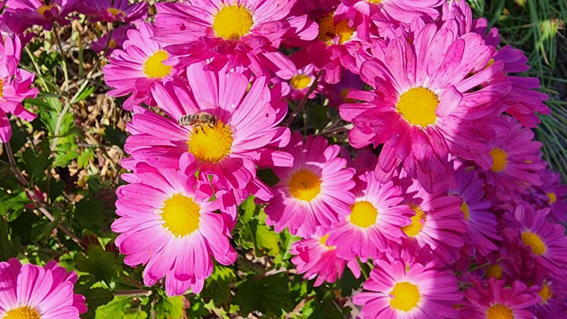 Fall emerges across central Pa. | PHOTO GALLERY | fox43.com