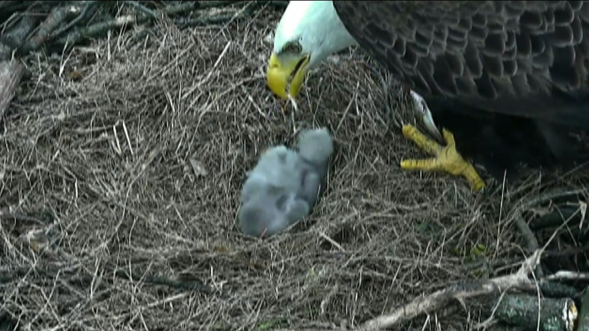 Baby bald eagles hatch at National Arboretum | fox43.com