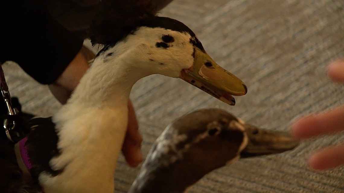 Family fights once again to keep ducks for son with autism in Richland ...