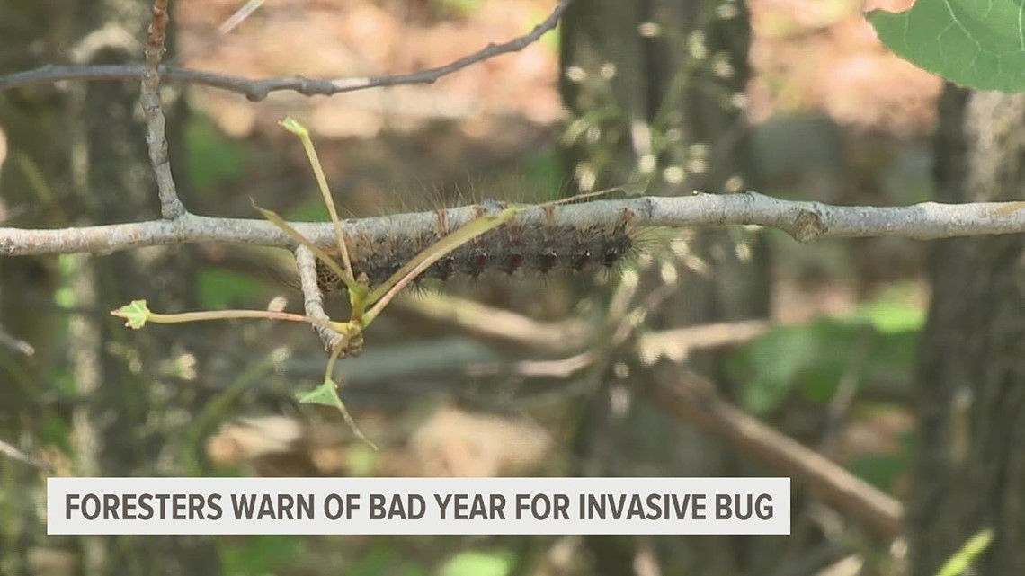 Foresters warn of bad year for invasive moths | fox43.com