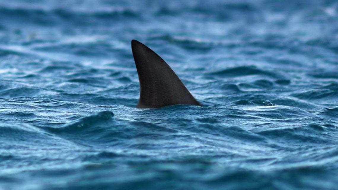 Shark attacks Long Island lifeguard during training exercise | fox43.com