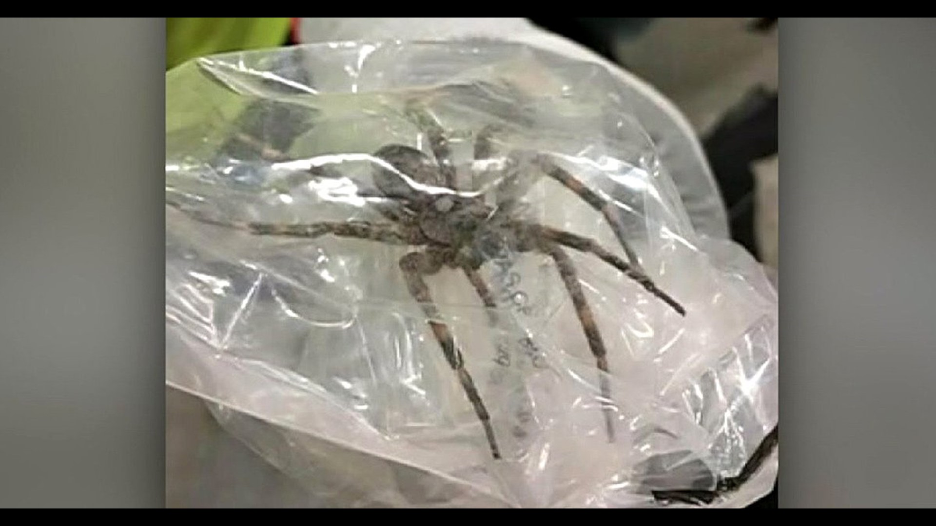 Yikes! Indiana man captures 6-inch spider at work | fox43.com