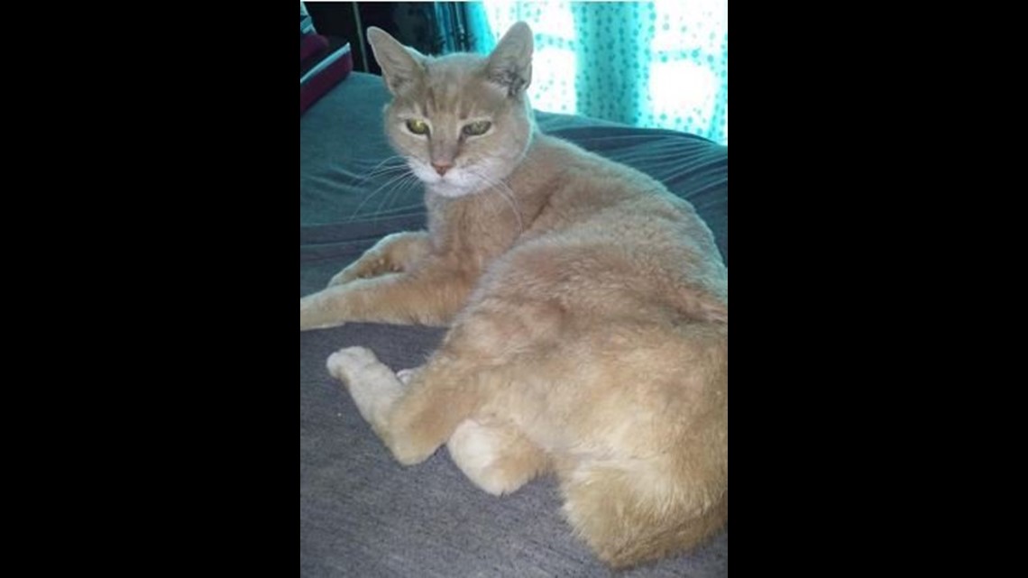 Honorary Alaska ‘mayor,’ Stubbs the cat, dies at 20 | fox43.com