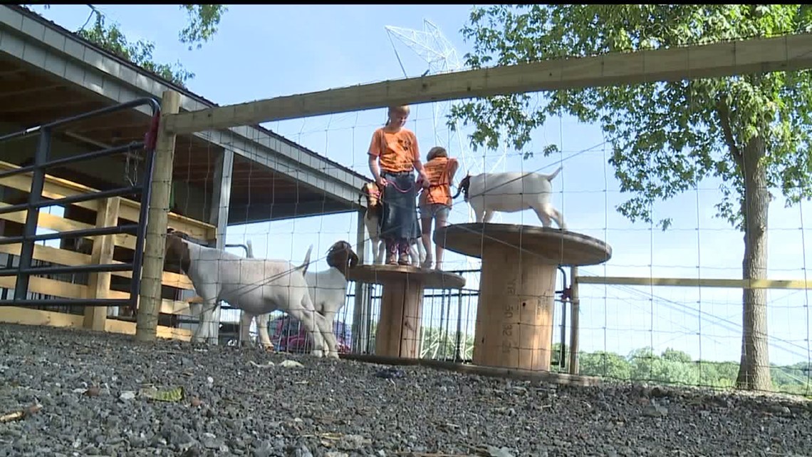 You’ve “goat” a friend in me: Best buds name York Fair goats after each ...
