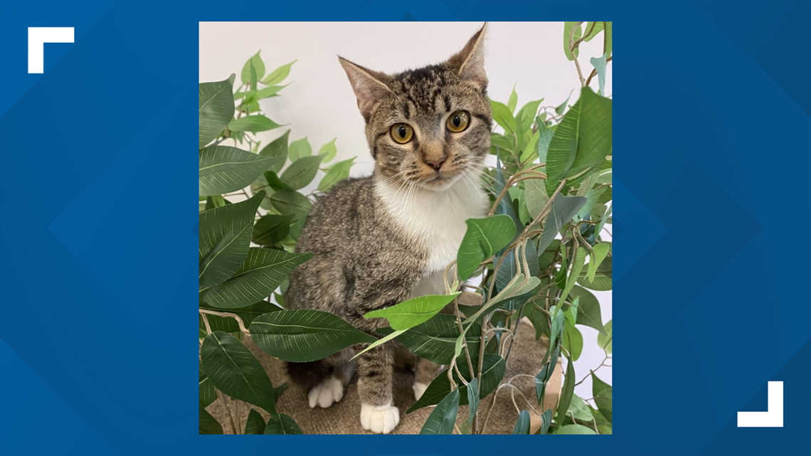 Furry friends with Louise, the cat | fox43.com