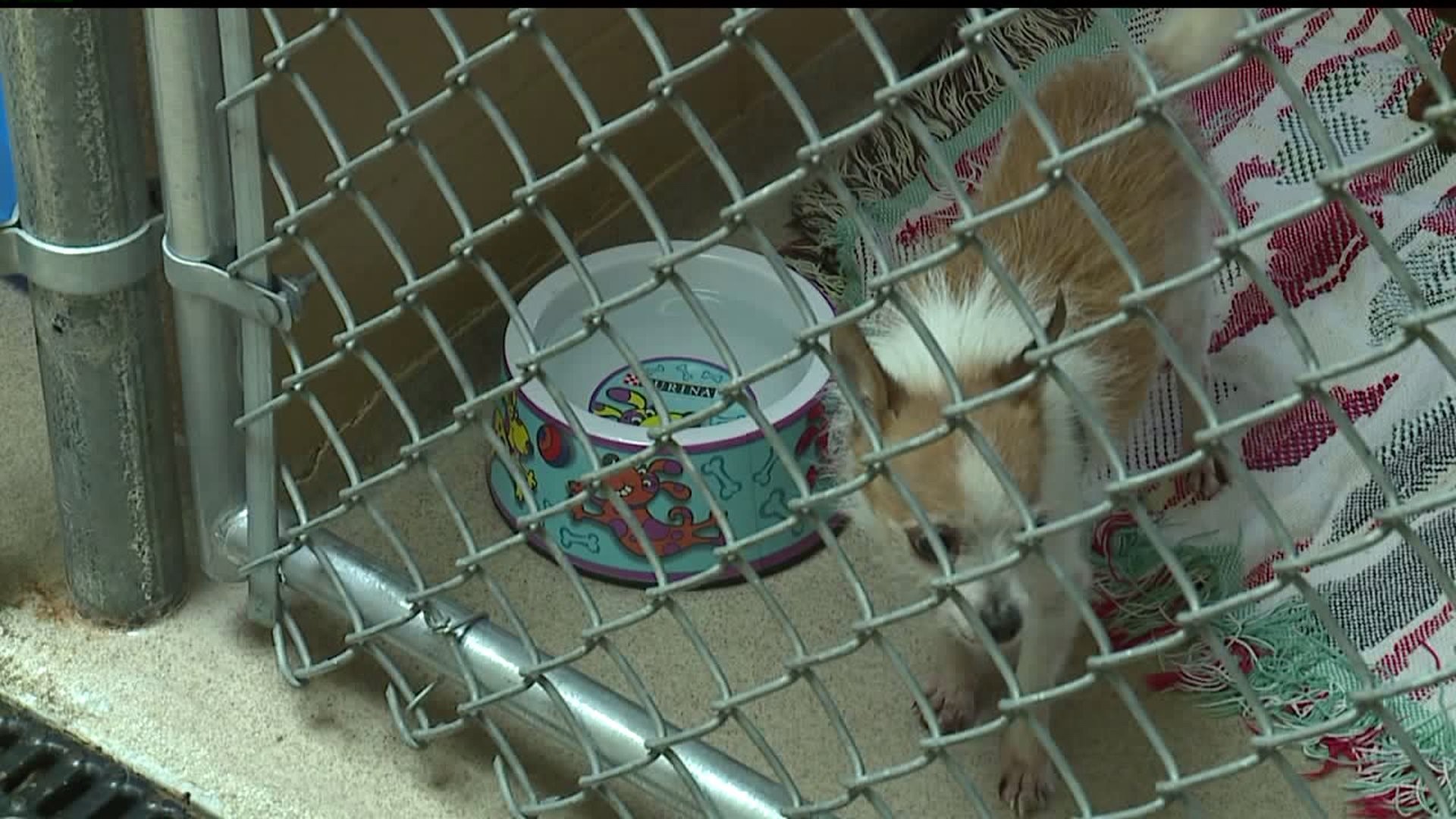 Pet owners reminded to bring dogs inside during cold weather | fox43.com