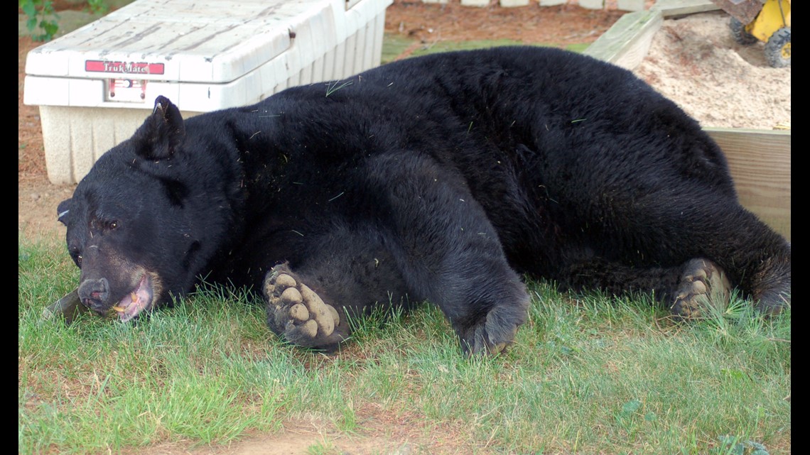 Larger than the average bear: Game Commission tranquilizes 550-pound ...