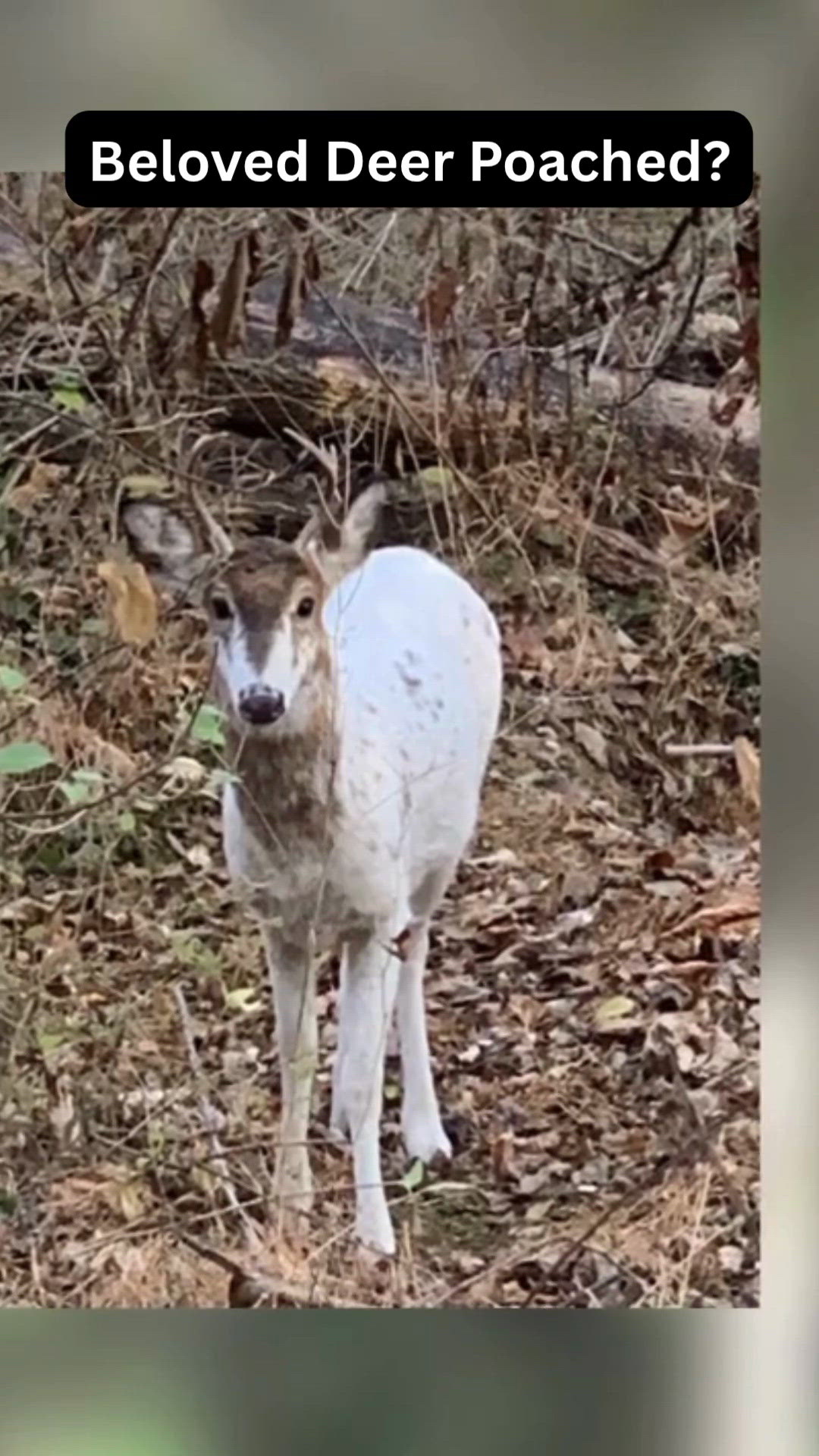 Beloved Deer Poached? | fox43.com