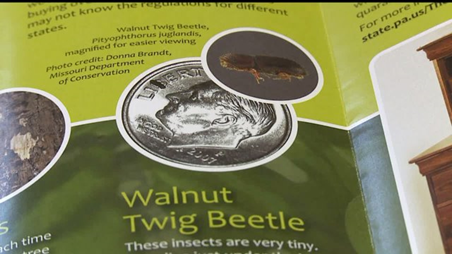 Beetles killing walnut trees leads to quarantine | fox43.com