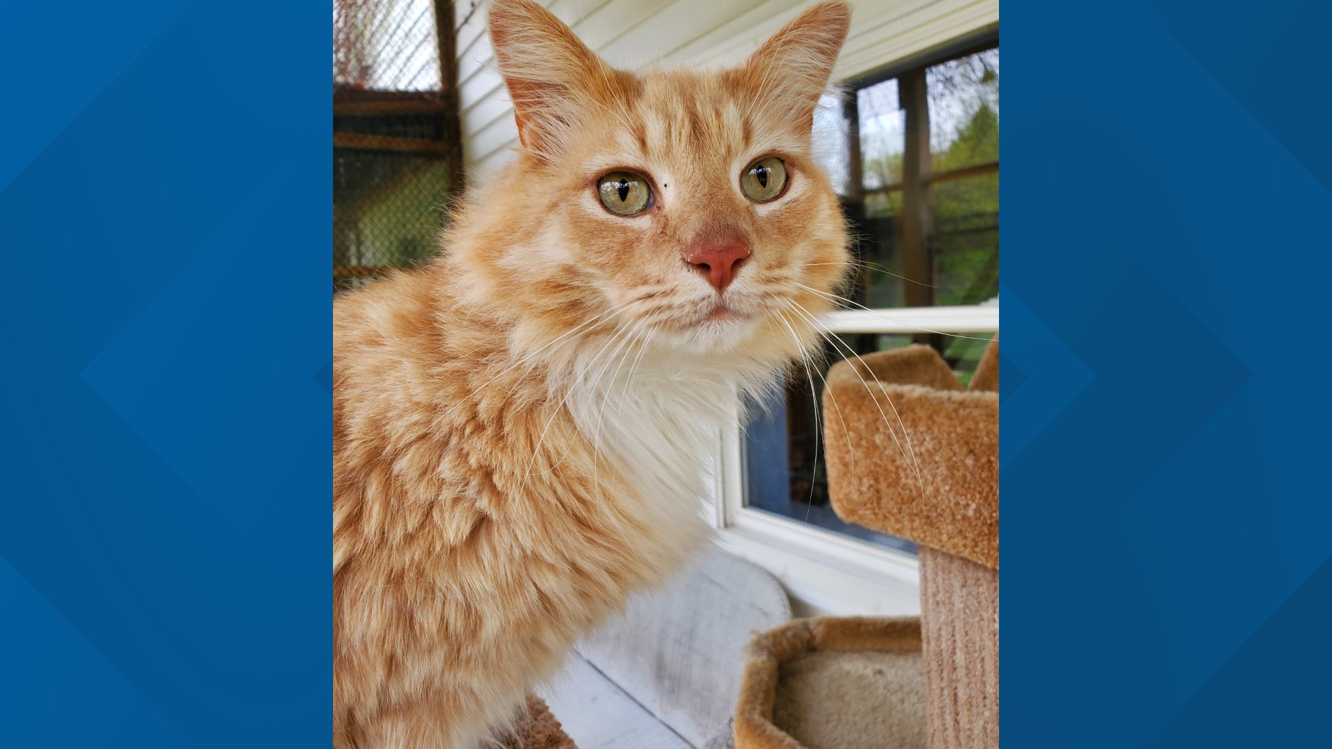 Furry Friends with Brodie, the cat | fox43.com