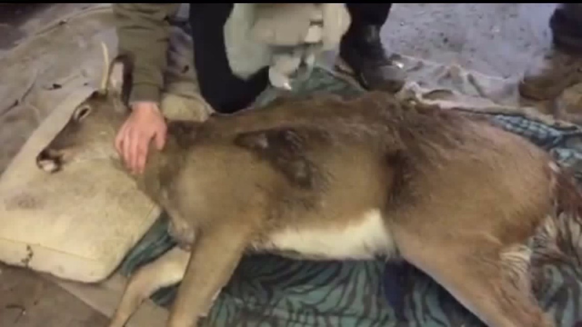 Couple may face citation after trying to save freezing deer | fox43.com