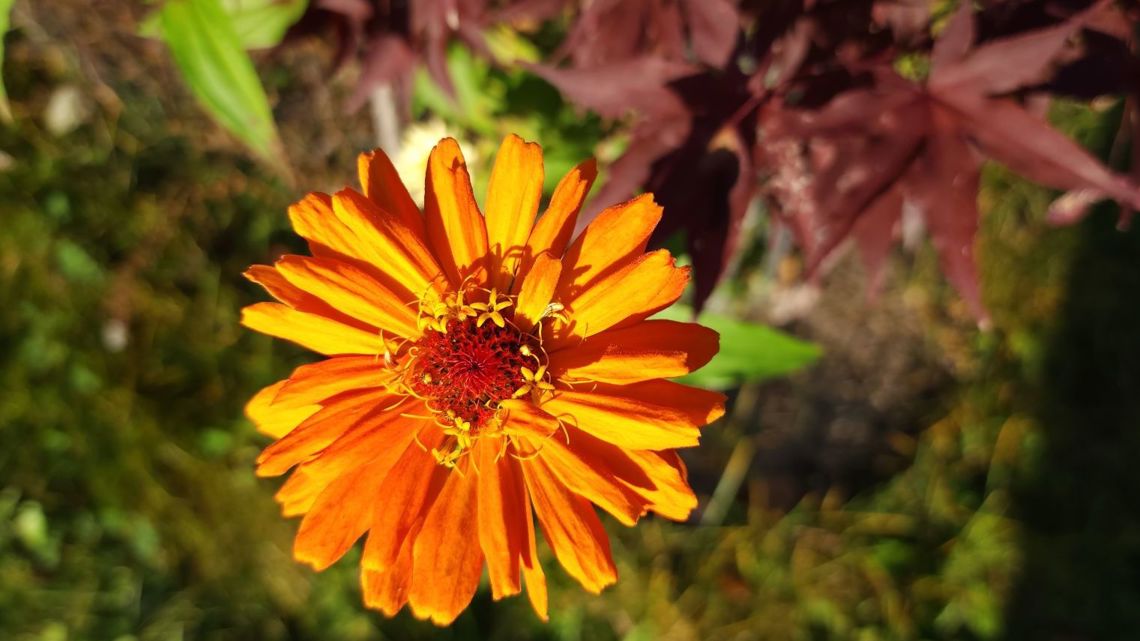 Fall emerges across central Pa. | PHOTO GALLERY | fox43.com