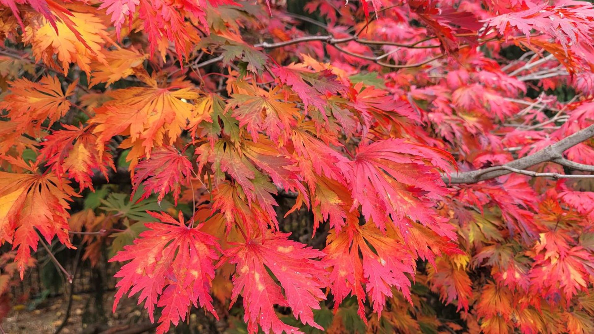 Fall emerges across central Pa. | PHOTO GALLERY | fox43.com