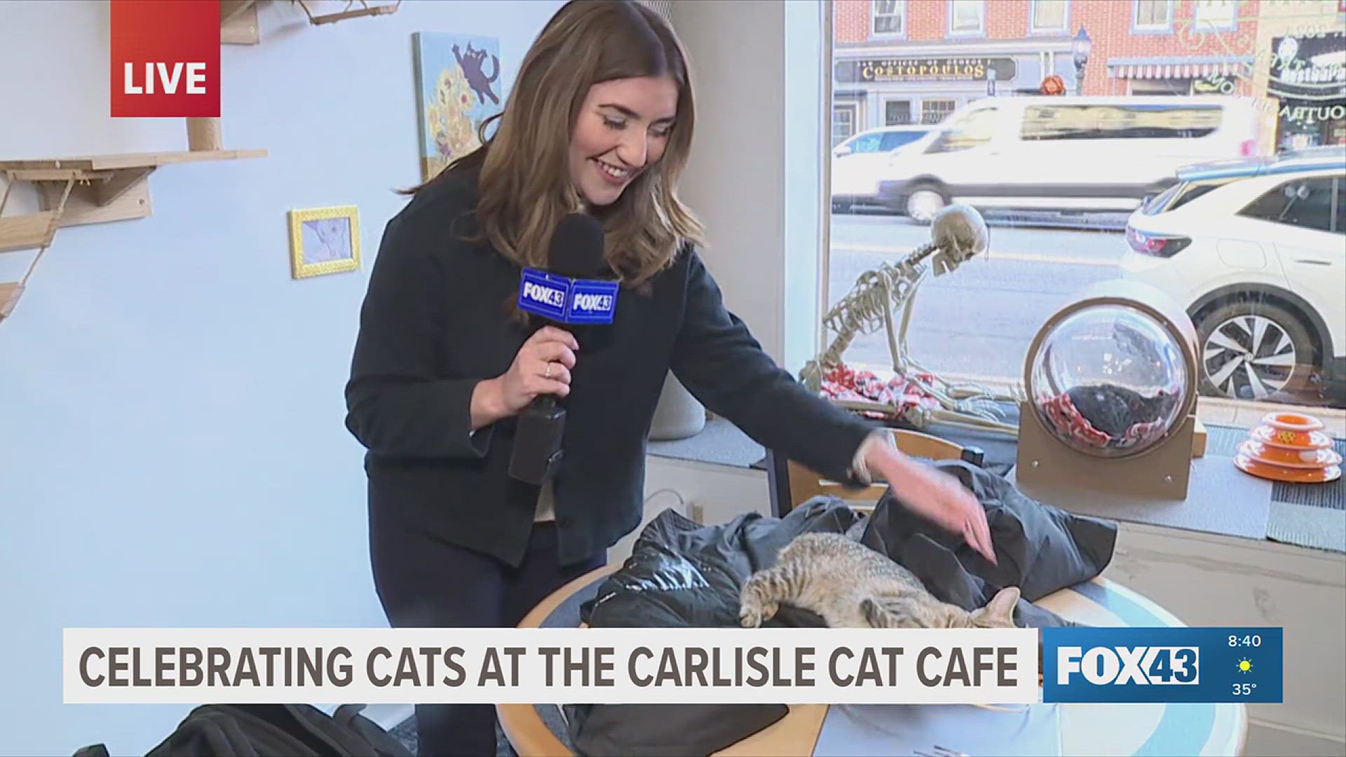 Round-A-Bout Bagels Carlisle Cat Cafe celebrates the fall season with ...