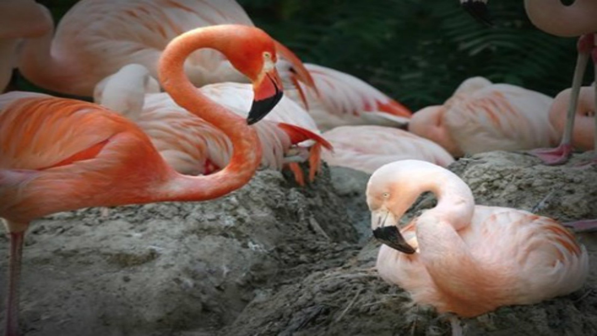 Zoo says two male flamingos have been together for several years, could ...
