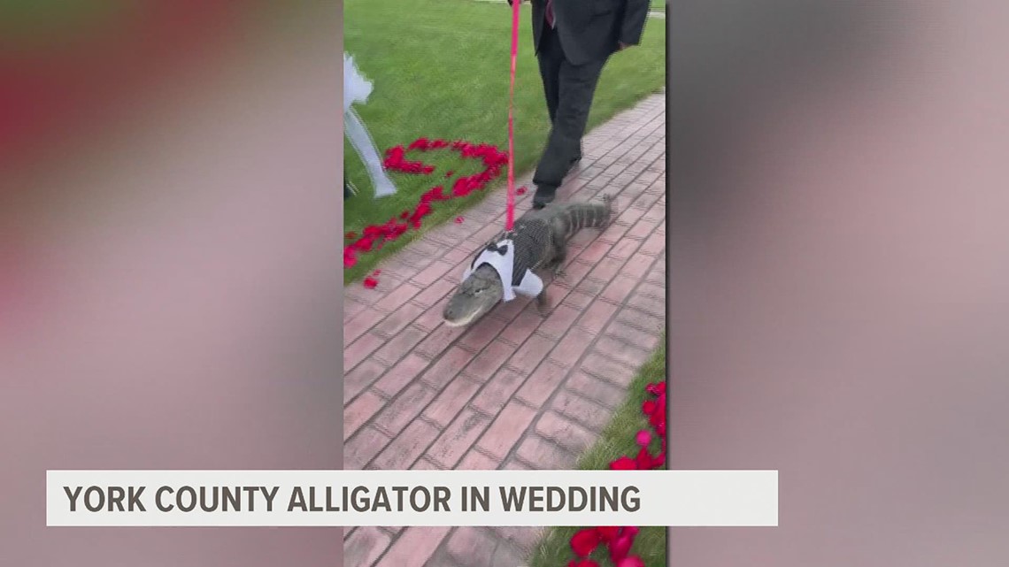 York County alligator dons a tuxedo as he plays a special role in a ...