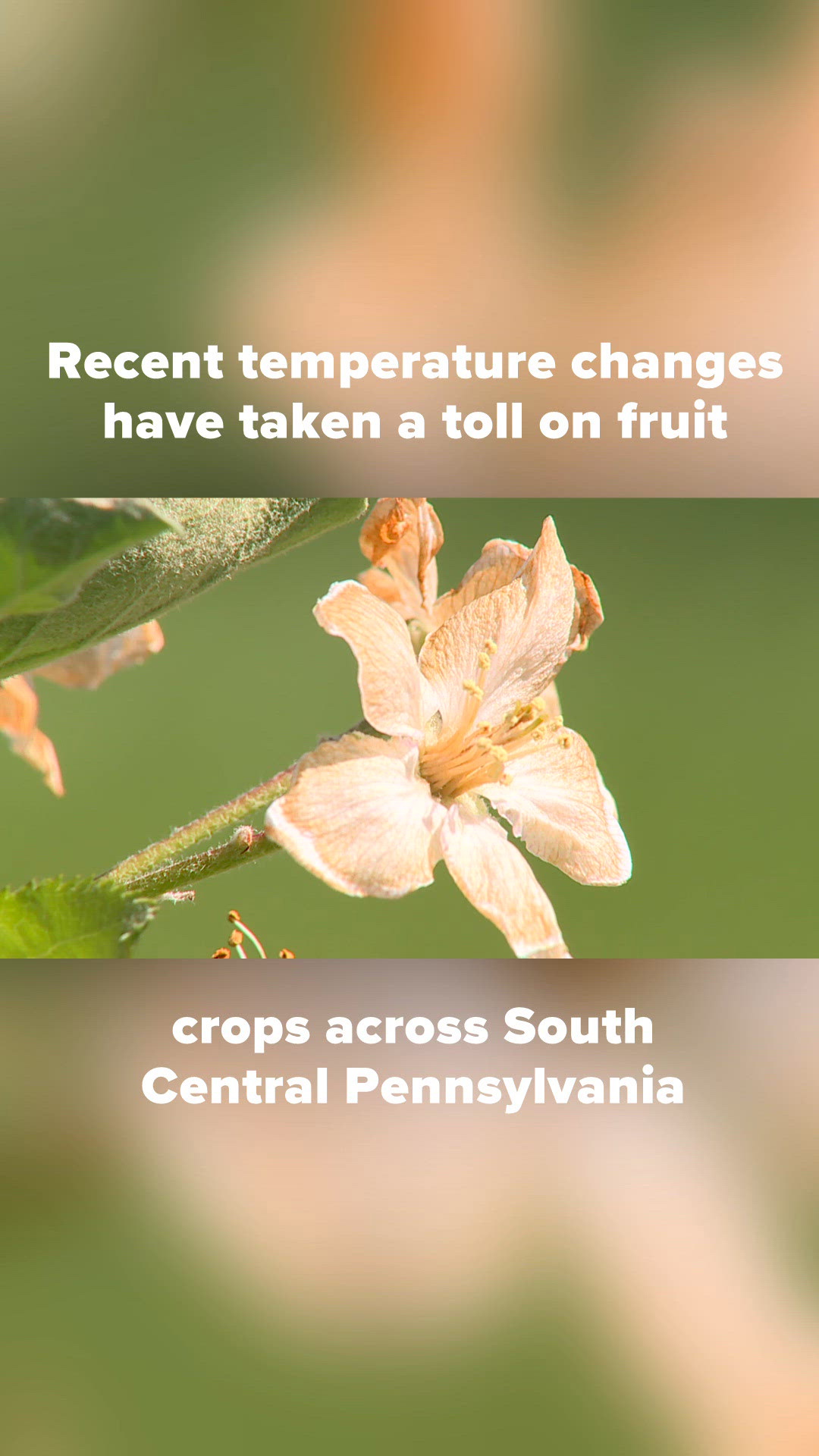 Recent temperature changes have taken a toll on fruit crops across ...