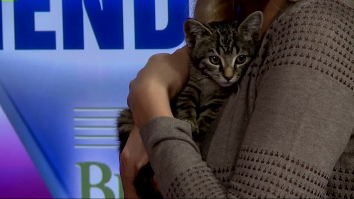 Make Sabrina the kitten part of your family! | fox43.com