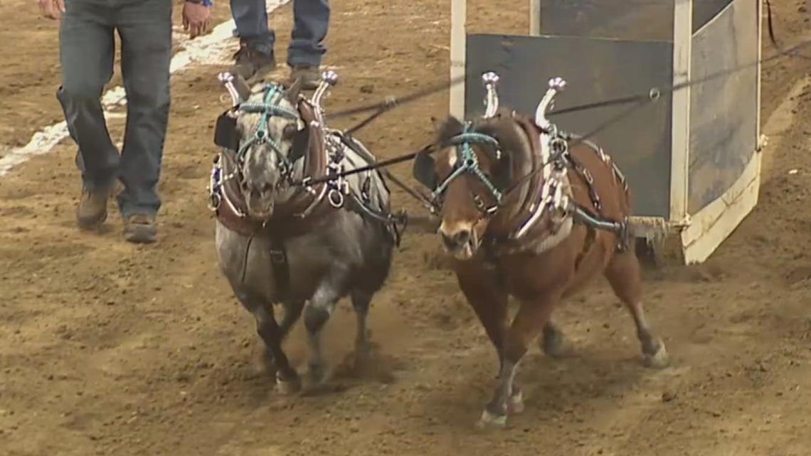 PA Farm Show hosts Mini Horse and Mule Pulling Competition | fox43.com