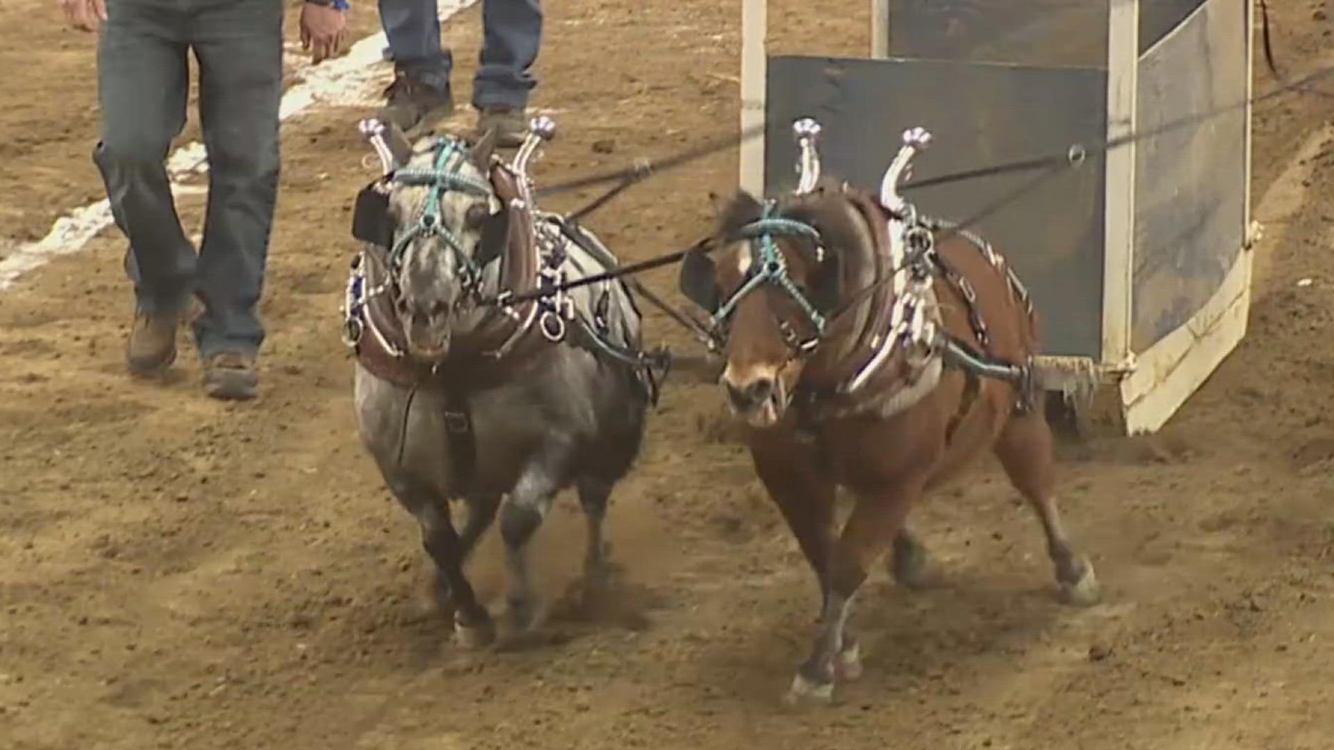 PA Farm Show hosts Mini Horse and Mule Pulling Competition | fox43.com