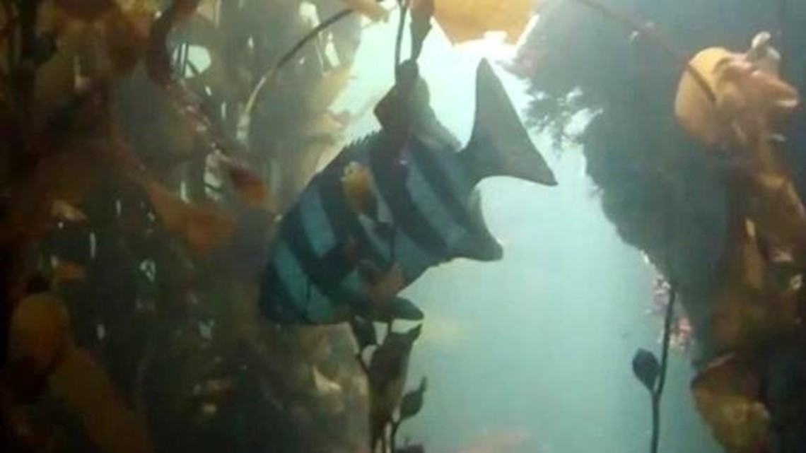 Scientists think this exotic fish hitchhiked from Japan to California ...